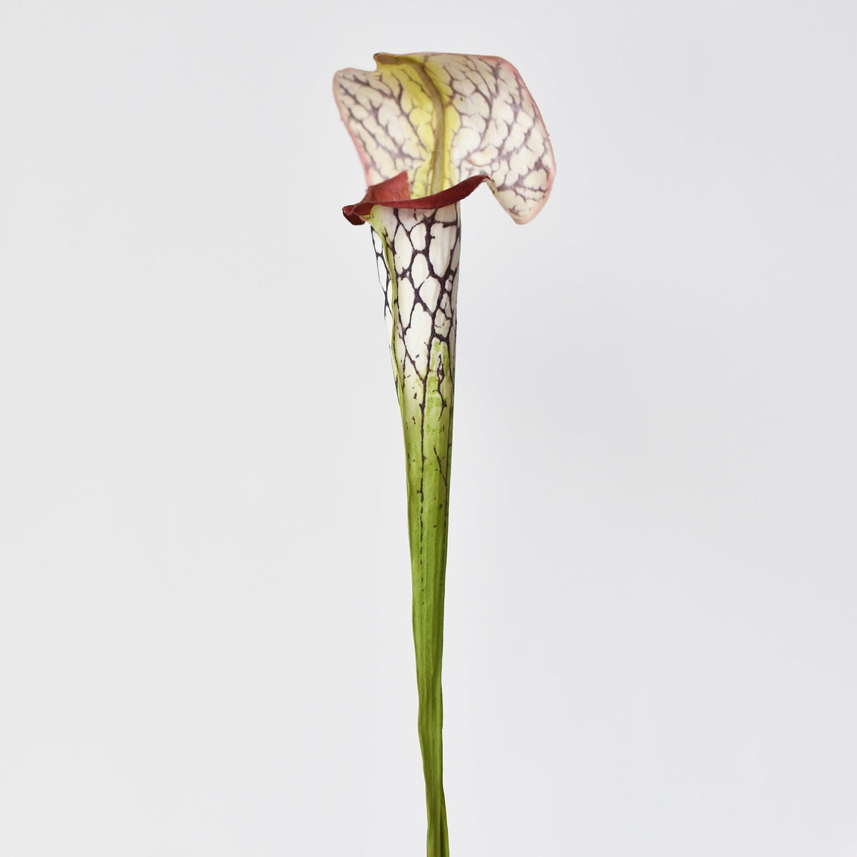 28" Faux Green/Burgundy Pitcher Plant Stem | SmithHönig